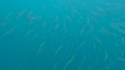 Underwater top down view of shoaling bar... | Stock Video | Pond5