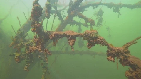 underwater tree with algae illuminated b... | Stock Video | Pond5