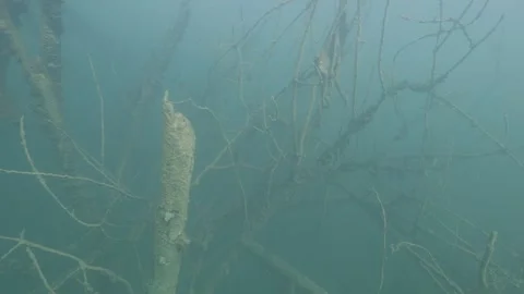 underwater tree at the bottom of a fresh... | Stock Video | Pond5