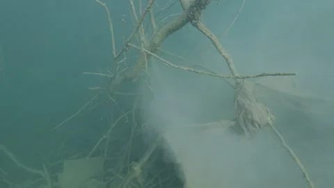 underwater tree at the bottom of a lake ... | Stock Video | Pond5