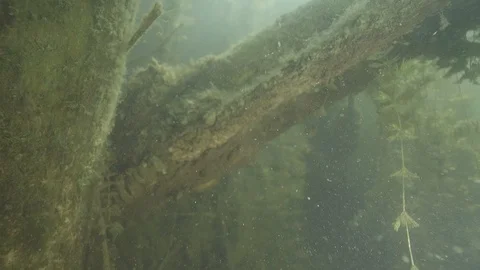 Underwater Branch Stock Footage ~ Royalty Free Stock Videos | Pond5