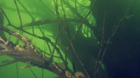 Underwater Branch Stock Footage ~ Royalty Free Stock Videos | Pond5