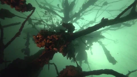 underwater tree branches surrounded by e... | Stock Video | Pond5