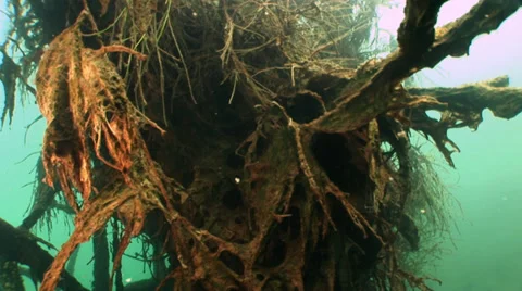 underwater tree in quarry | Stock Video | Pond5