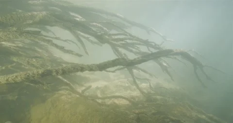 Tree Roots Underwater Stock Footage ~ Royalty Free Stock Videos | Pond5