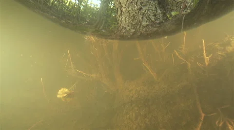 Tree Roots Underwater Stock Footage ~ Royalty Free Stock Videos | Pond5