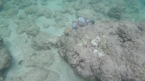 Underwater Tropical fish on dead reef co... | Stock Video | Pond5