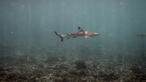 Shark Swimming Video Stock Videos – Royalty-Free HD & 4K Videos | Pond5