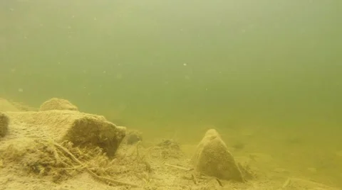 Dragon Foll Video Stock Video Footage | Royalty Free Dragon Foll Video ...