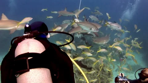 Underwater video shooting of school of f... | Stock Video | Pond5