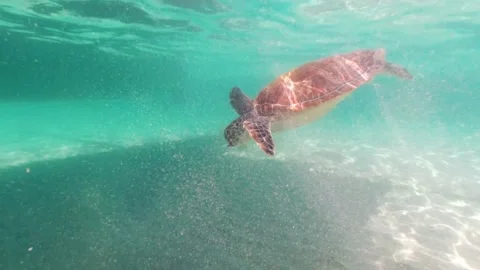 Underwater video of swimming sea turtle.... | Stock Video | Pond5