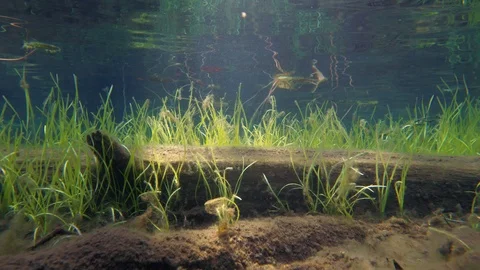 Underwater view of bur-reed aquatic plan... | Stock Video | Pond5