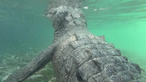 Underwater view of a crocodile's back at... | Stock Video | Pond5