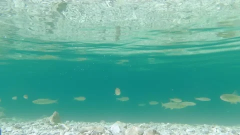 Underwater view of fish swimming in pris... | Stock Video | Pond5