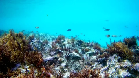 Underwater view on the fragment of sea b... | Stock Video | Pond5