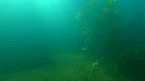 Underwater Lake Bottom Stock Video Footage | Royalty Free Underwater ...