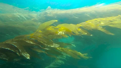 Underwater view of kelp stringers in la ... | Stock Video | Pond5