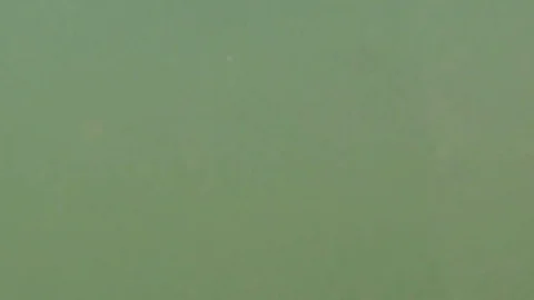 Man Swimming Underwater Stock Videos – Royalty-Free HD & 4K Videos