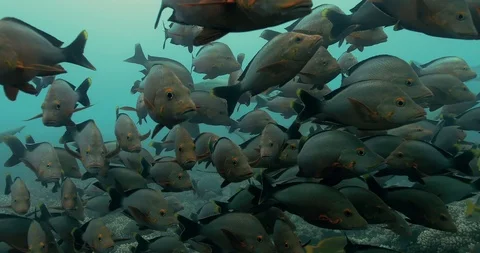 Underwater view of maori snapper fish sw... | Stock Video | Pond5