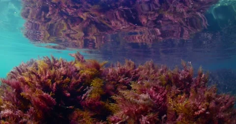 Transparent Red X Stock Videos – Royalty-Free HD & 4K Videos