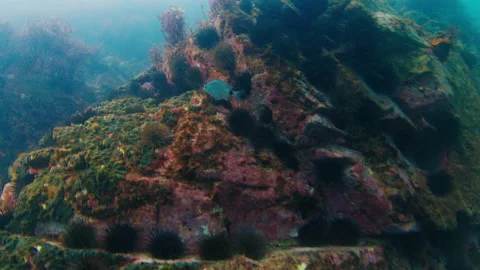 Underwater view of the reef in Atlantic ... | Stock Video | Pond5