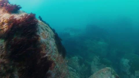 Underwater view of the reef in Atlantic ... | Stock Video | Pond5