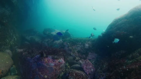 Underwater view of the reef in Atlantic ... | Stock Video | Pond5