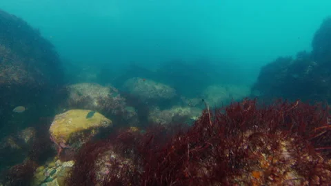 Underwater view of the reef in Atlantic ... | Stock Video | Pond5