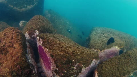 Underwater view of the reef in Atlantic ... | Stock Video | Pond5