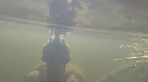 Underwater view of snapping turtle | Stock Video | Pond5