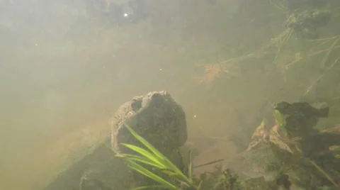 Underwater view of snapping turtle | Stock Video | Pond5