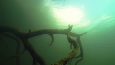Underwater Tree Stock Footage ~ Royalty Free Stock Videos | Pond5