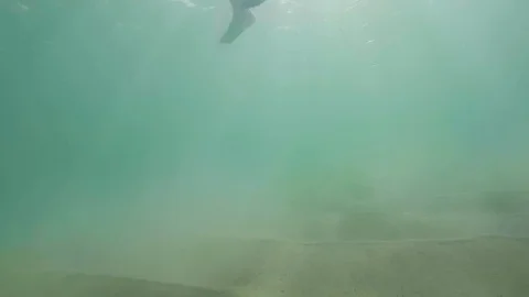 Underwater Can Stock Videos – Royalty-Free HD & 4K Videos