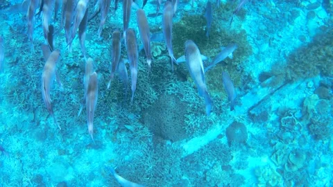 Underwater View Of Tropical Fish In Kri ... | Stock Video | Pond5