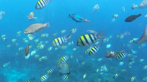 Underwater View Of Tropical Fish In Kri ... | Stock Video | Pond5