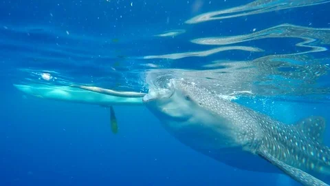 Underwater View of a Whale Shark Feeding... | Stock Video | Pond5