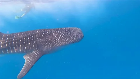 Underwater view of Whale shark with snor... | Stock Video | Pond5