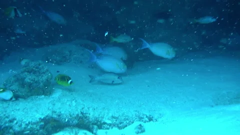 Nice World Event Stock Videos – Royalty-Free HD & 4K Videos