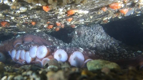 Underwater Zoom-in: Large Octopus Betwee... | Stock Video | Pond5