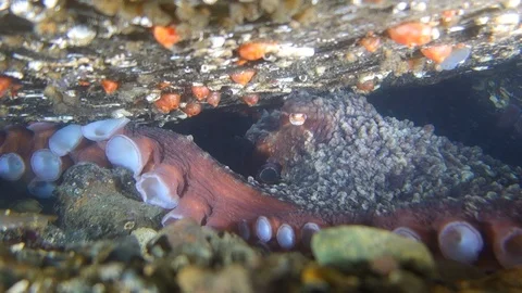 Underwater Zoom-out: Octopus with Shrimp... | Stock Video | Pond5