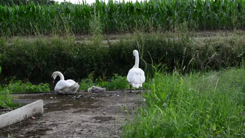 Unexpected Streaming Stock Videos – Royalty-Free HD & 4K Videos