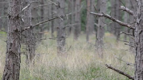 Unhealthy pine tree forest with many dyi... | Stock Video | Pond5