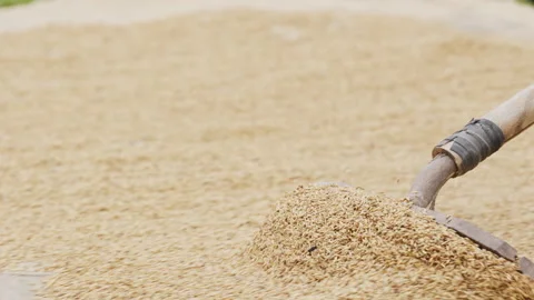 Unhusked Rice Being Spread In A Bedding | Stock Video | Pond5