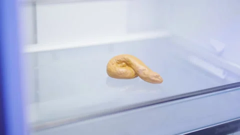 Pooping Dog Stock Video Footage | Royalty Free Pooping Dog Videos | Page 7