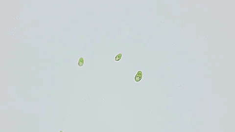 Phylum Chlorophyta Under Microscope