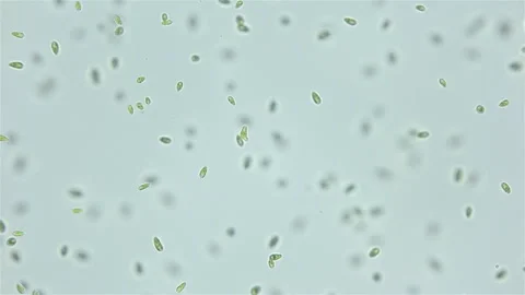 Phylum Chlorophyta Under Microscope
