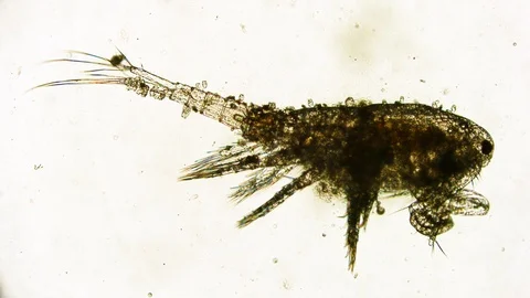 unicellular microorganism in pond water ... | Stock Video | Pond5