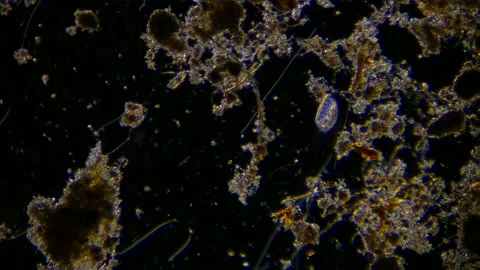 unicellular microorganism under the micr... | Stock Video | Pond5