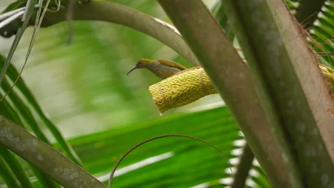 a unique bird with a long beak and tongu... | Stock Video | Pond5