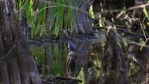 Unique Birds Hunting in a swamp down in ... | Stock Video | Pond5
